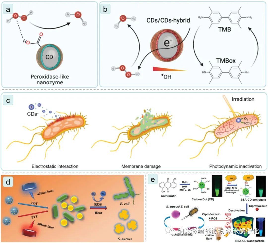 【Small】抗菌碳点基复合材料| - 知乎