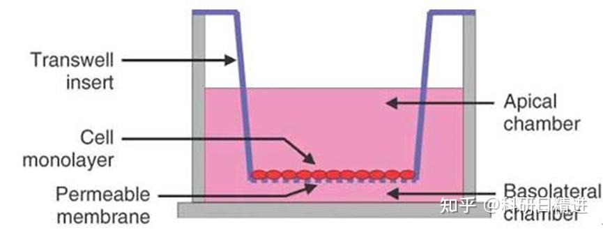 请问有transwell实验详细的操作步骤吗？ - 知乎