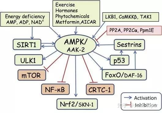 逆转衰老、抗击癌症、延年益寿的AMPK，怎么激活它是关键！ - 知乎