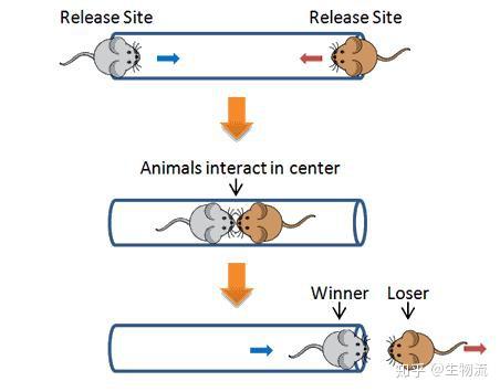 社会等级背后的大脑（二） - 知乎