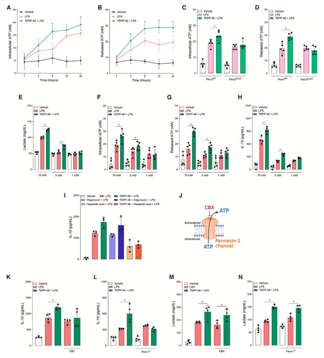 Cell Reports丨巨噬细胞通过PKM2进行代谢重编程，从而通过腺苷促进IL-10的产生 - 知乎