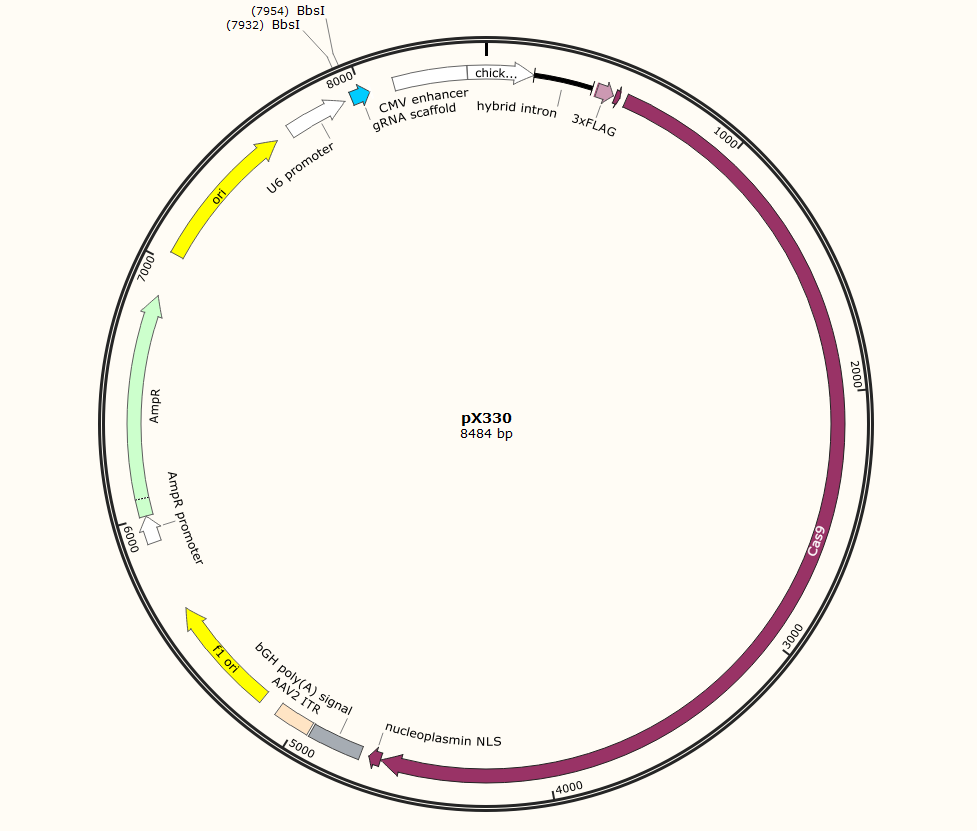 PX330 载体和PX458载体区别是什么？ - 知乎