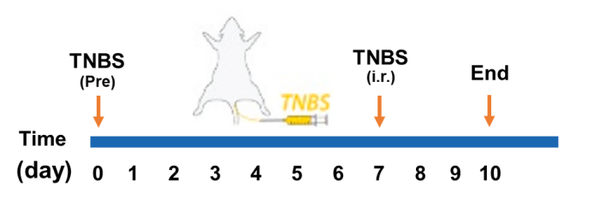 炎症性肠病动物模型临床前药效研究与转化 - 知乎