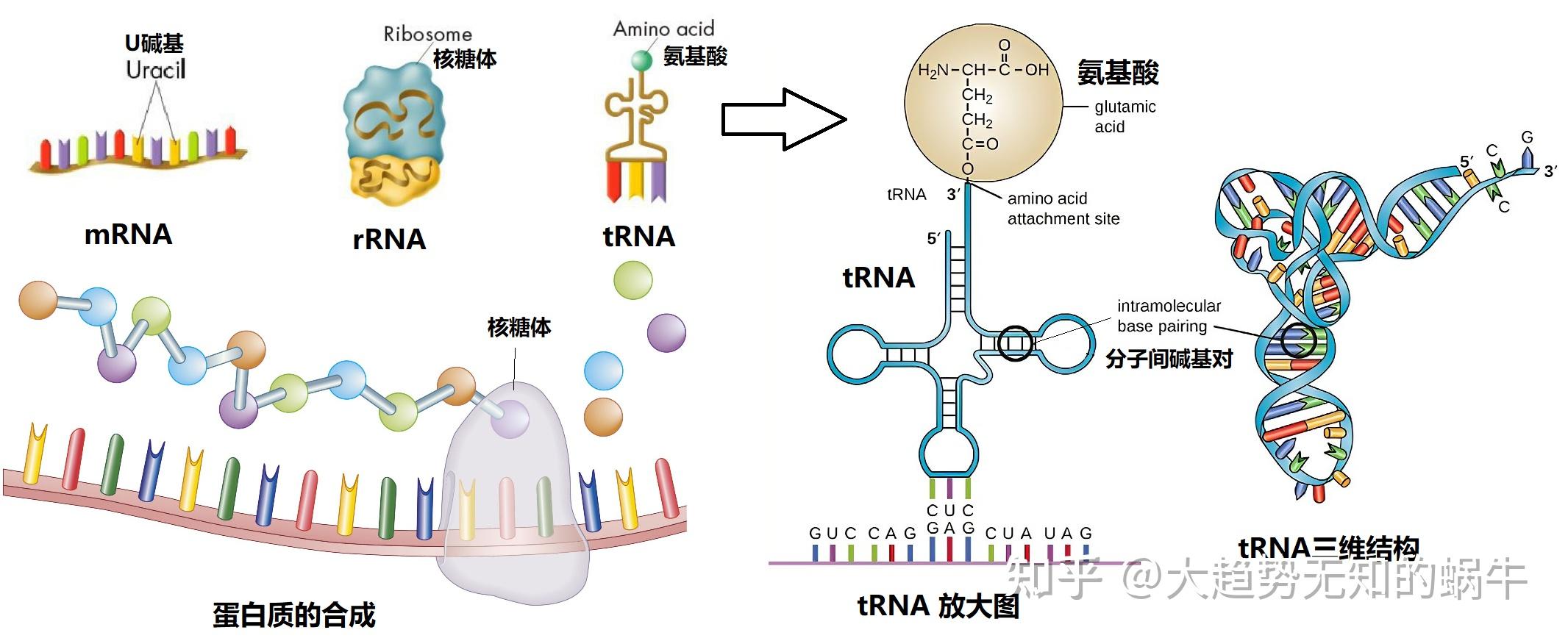 我们不知道答案的125个科学问题(64)RNA的功能 - 知乎