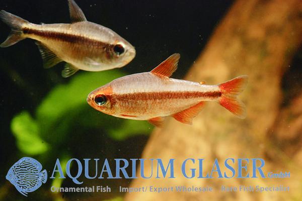 【观赏鱼的系统分类学-扯旗篇3】魔鬼类群/黑灰魮脂鯉分类群和火焰分类群 - 知乎