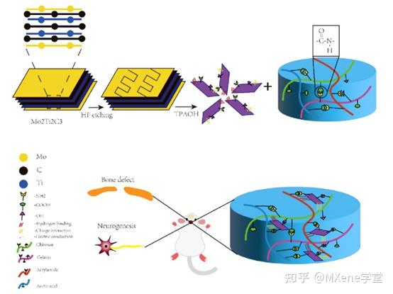 Mo2Ti2C3 MXene基水凝胶修复中神经形成和骨再生能力 - 知乎