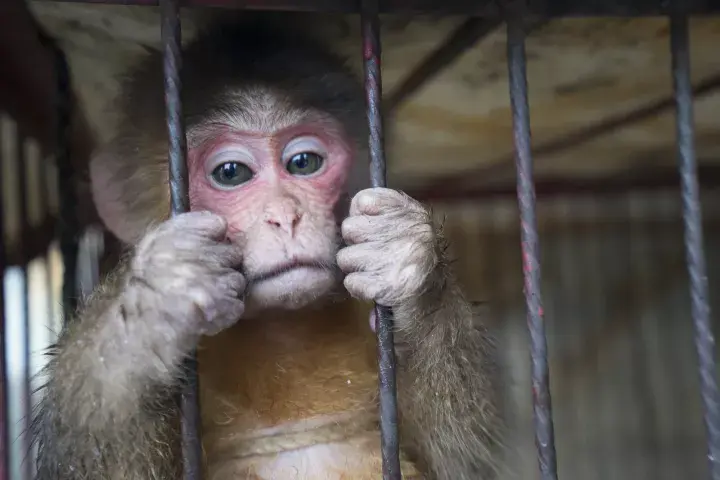 广泛应用于医学、营养学等领域研究的动物实验到底有多不靠谱？ - 知乎