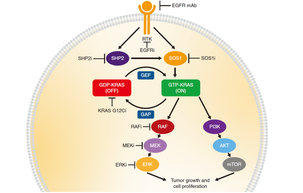 pan-KRAS inhibitor? - 近期BI公司的一篇综述与展望 - 知乎