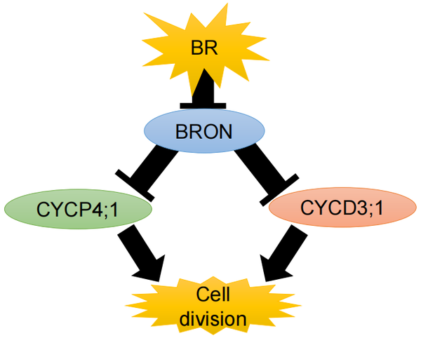 磷酸化在植物应对胁迫以及生长发育中的作用 - 知乎