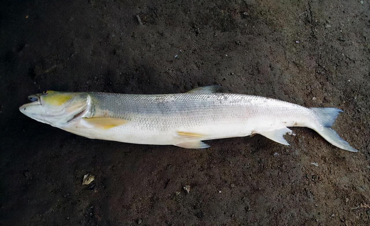 适合路亚的鱼种，你钓过哪些？ - 知乎