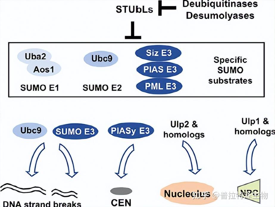 【精品综述】蛋白质SUMO化修饰 - 知乎