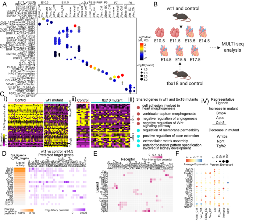 Nat Commun｜胚胎及新生儿期小鼠心脏单细胞转录组图谱 - 知乎