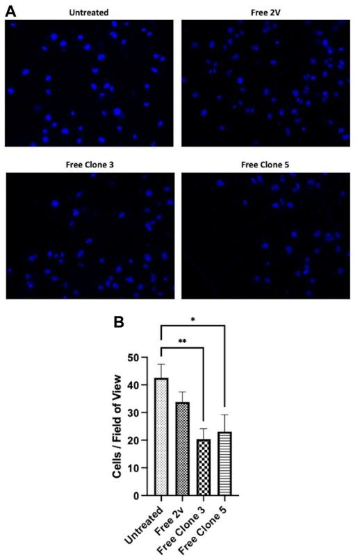 鲨鱼抗体vNAR | 靶向胞内溶酶体蛋白酶CTSS的新策略 - 知乎