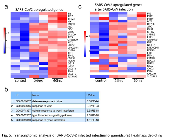 SCIENCE | SARS-CoV-2如何有效感染人肠道肠上皮细胞 - 知乎