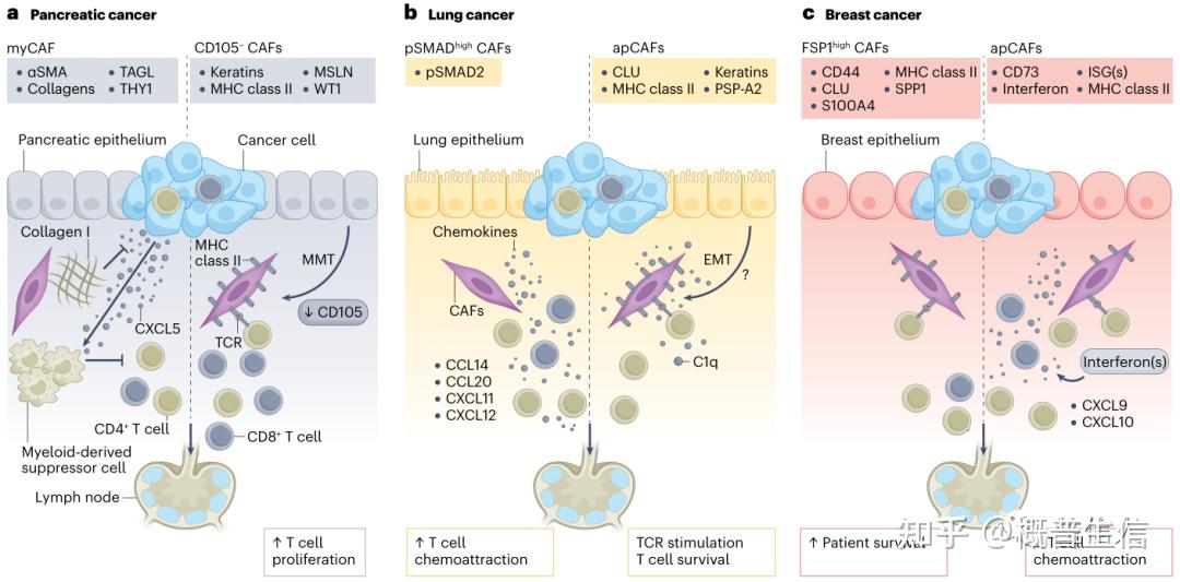 Nature高分综述：CAFs in cancer - 知乎