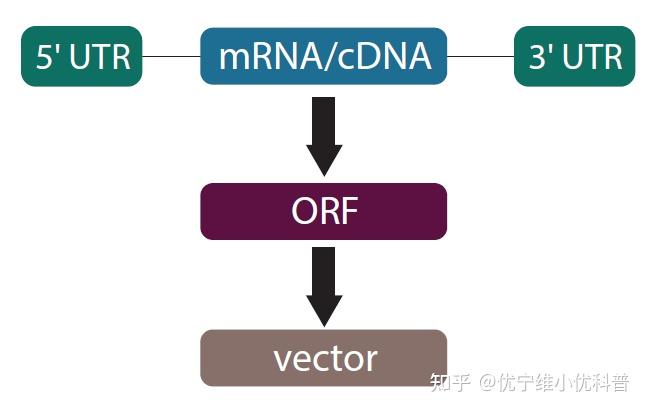 哦莫，秀丽线虫RNAi文库这么火？ - 知乎