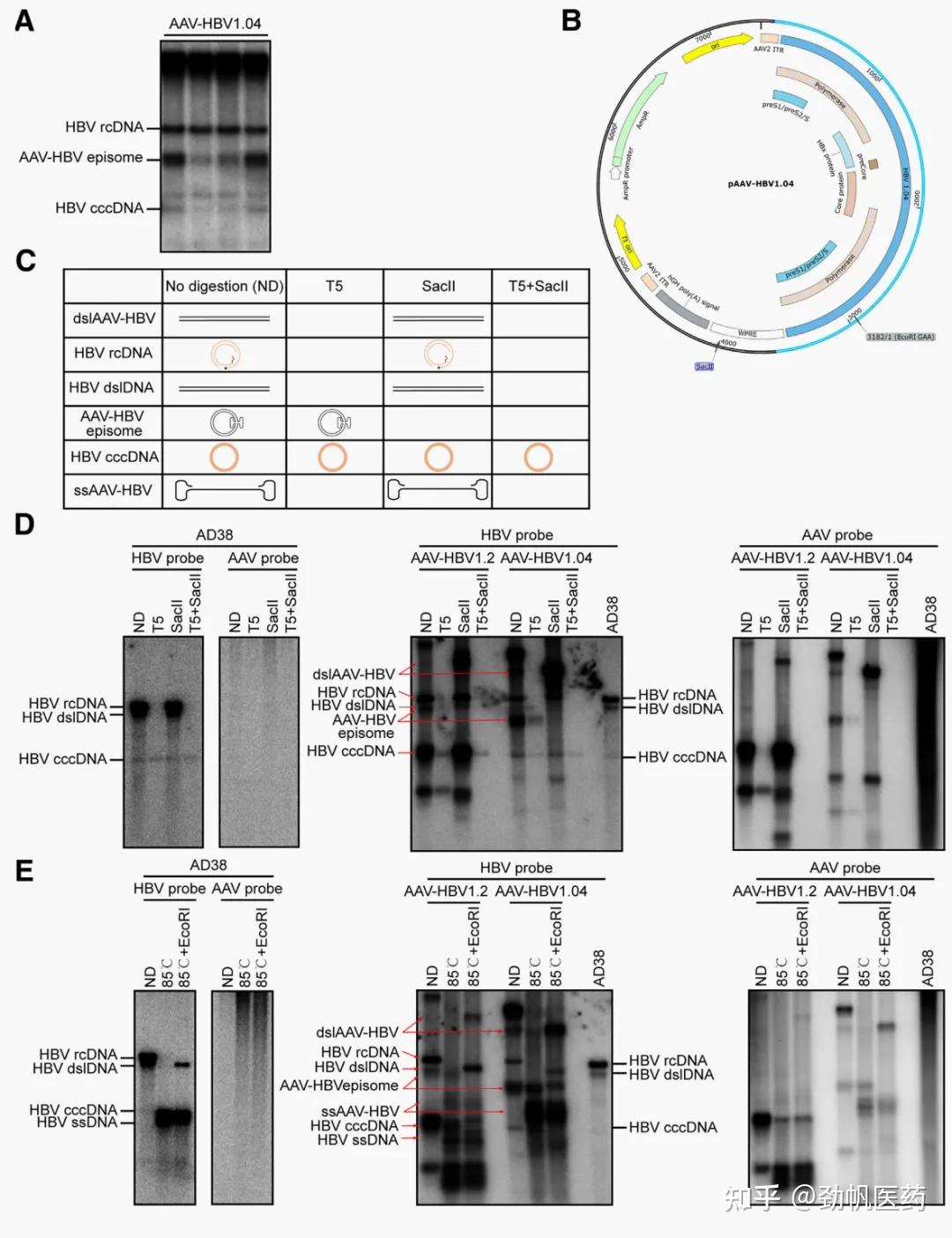 乙肝造模新工具AAV-HBV-1.04 |（独家授权）新型HBV cccDNA小鼠模型加速推进抗乙肝药物研发进程 - 知乎