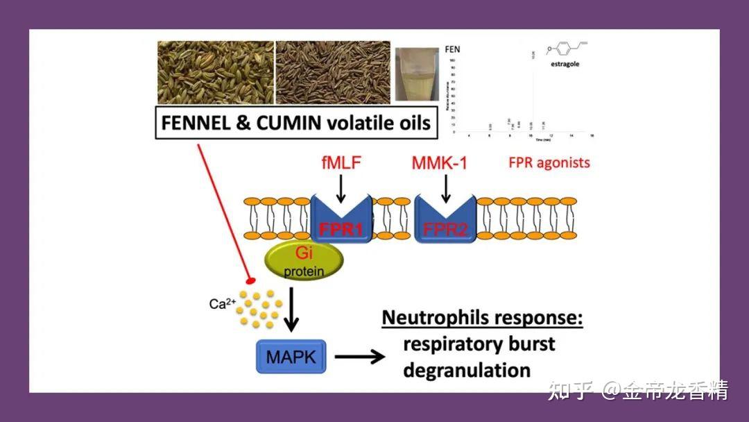 香精与香料(136)—小茴香(Fennel) - 知乎