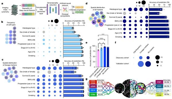 Nature | IMC 揭秘肺癌免疫微环境的单细胞空间景观 - 知乎