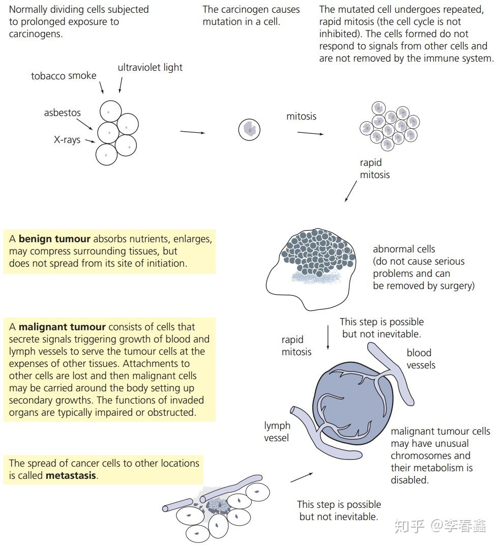 Topic 1.6 Cell Division 细胞分裂 - 知乎