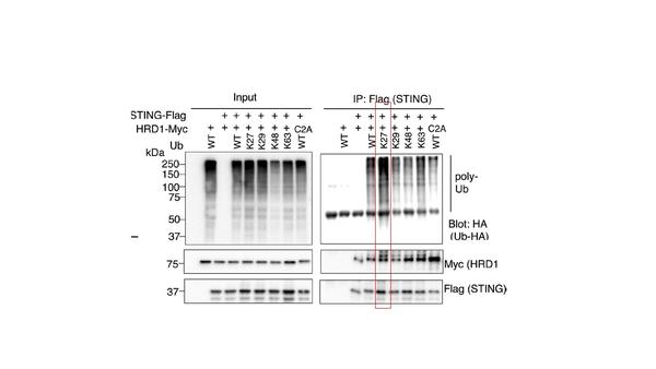 蛋白被E3ligase泛素化可以做哪些实验 - 知乎