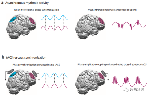 经颅交流电刺激(tACS)：使大脑节律同步以提高认知能力 - 知乎