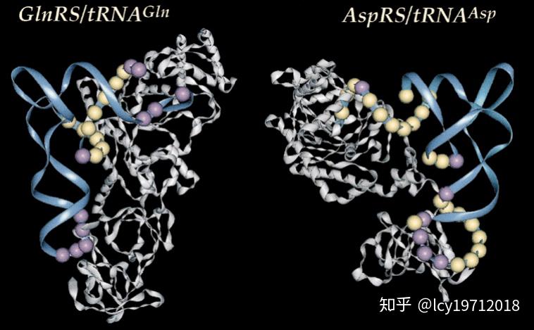 转运RNA与氨酰tRNA合成酶 - 知乎