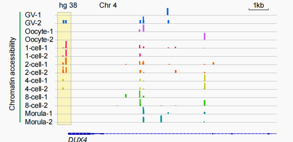 iScience︱中信湘雅林戈/冷丽智/曾思聪团队发现端粒参与了早期胚胎合子基因组激活 - 知乎