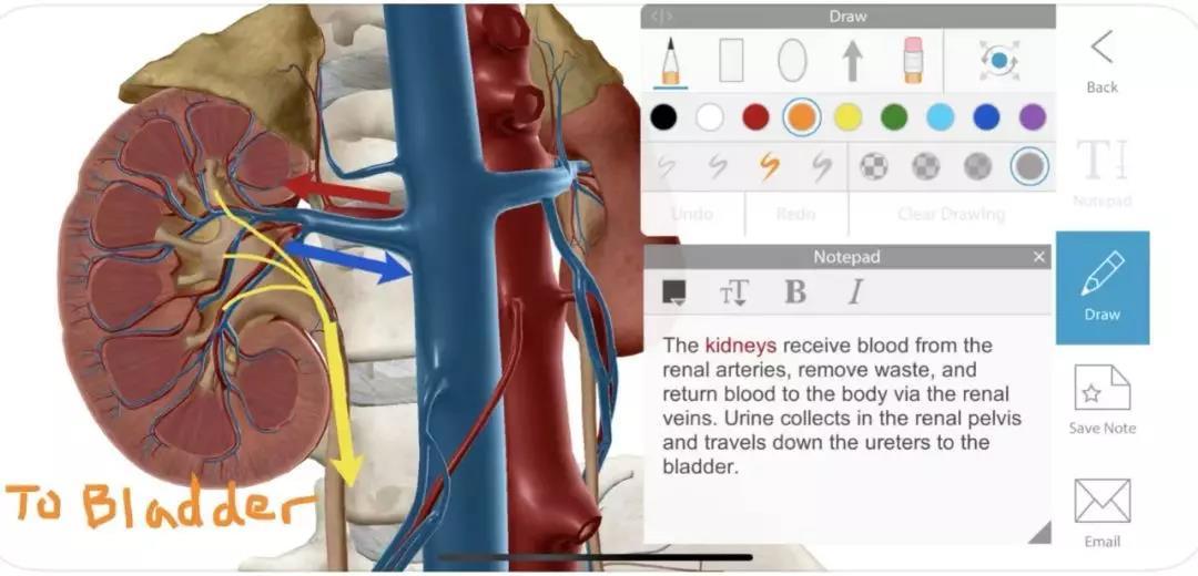 实用软件推荐第88期：Human Anatomy Atlas 2020“ 解剖和生理学 ” - 知乎