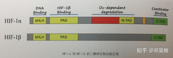 2019诺贝尔生理学或医学奖之HIF-1的发现之旅 - 知乎