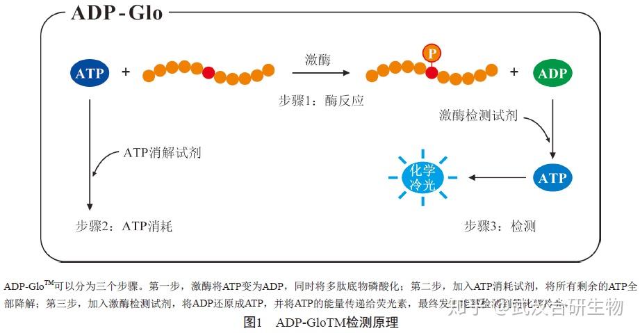 激酶抑制剂测试第五章节-检测方法详细介绍（二） - 知乎