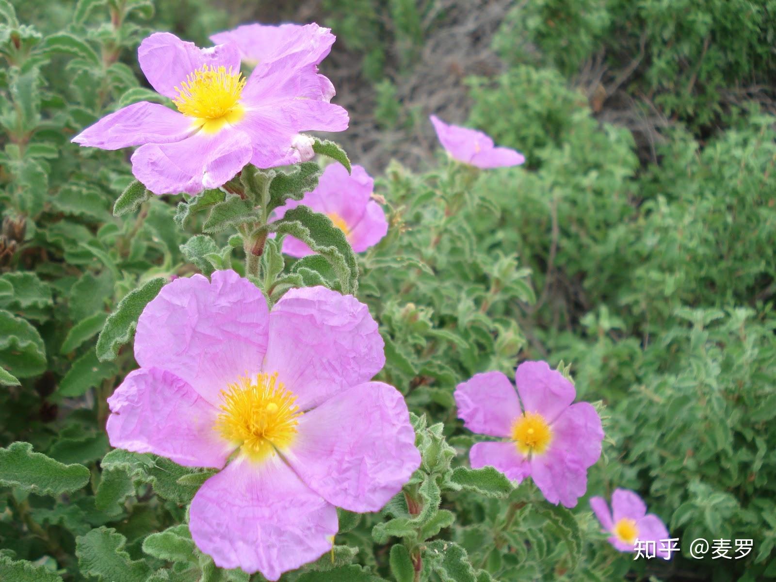 大地上的异香者Vol. 01 · 岩玫瑰 Rock Rose - 知乎