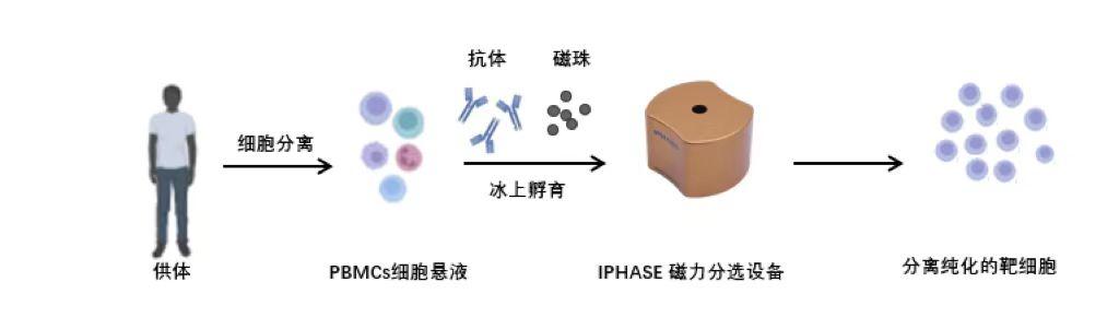 IPHASE人CD4+T细胞阳选试剂盒 - 知乎
