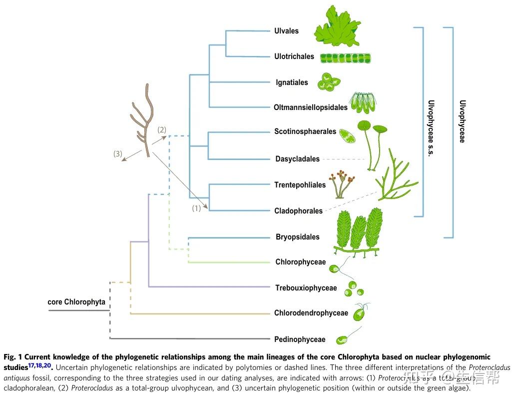绿藻门石莼纲起源和早期分化：中元古代-新元古代的视角 - 知乎