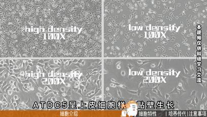 ATDC5细胞培养，小鼠胚胎瘤细胞培养攻略 - 丰晖生物 - 知乎
