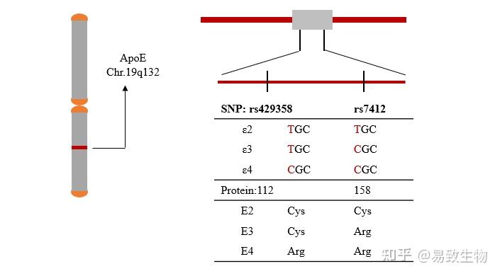 APOE 基因型检测 (SNP) - 知乎