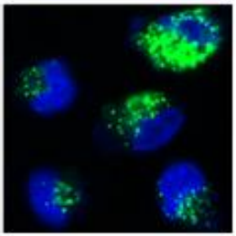 PKH67细胞膜绿色荧光探针 - 知乎