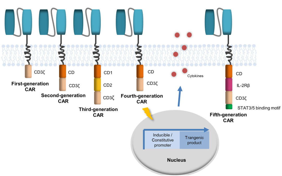 通过ICOS和4-1BB提高CAR-T的持久性和有效性 - 知乎
