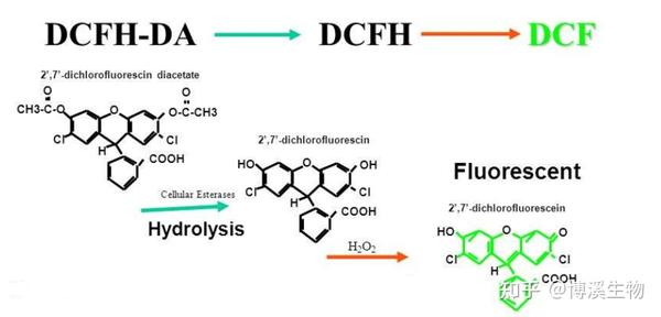 化妆品抗衰功效评价方法概述 - 知乎