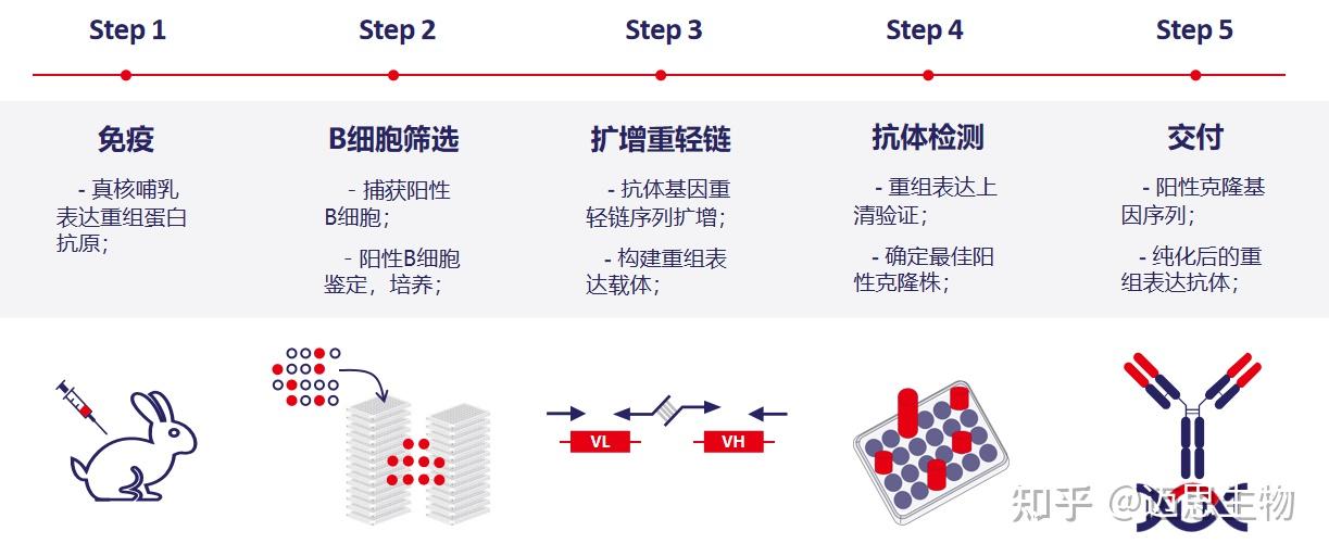 一个兔单克隆中和抗体的诞生 知乎