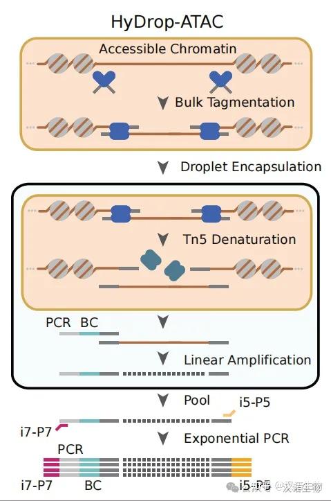 单细胞测序之条形码水凝胶微球 --Barcoded Hydrogel Microspheres - 知乎