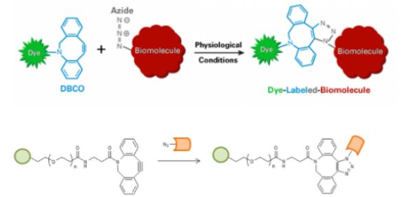 BHQ-1 DBCO，暗猝灭剂修饰二苯并环辛炔点击化学修饰BHQ-2/3 - 知乎