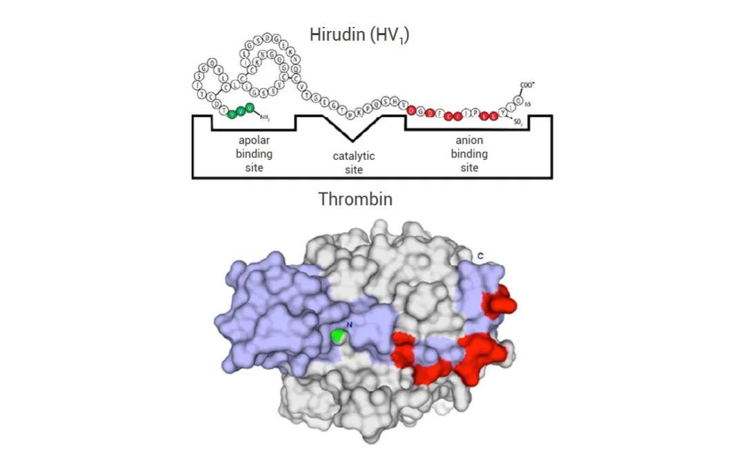 毒素肽 (Peptide toxins)：药物候选分子 | MCE - 知乎