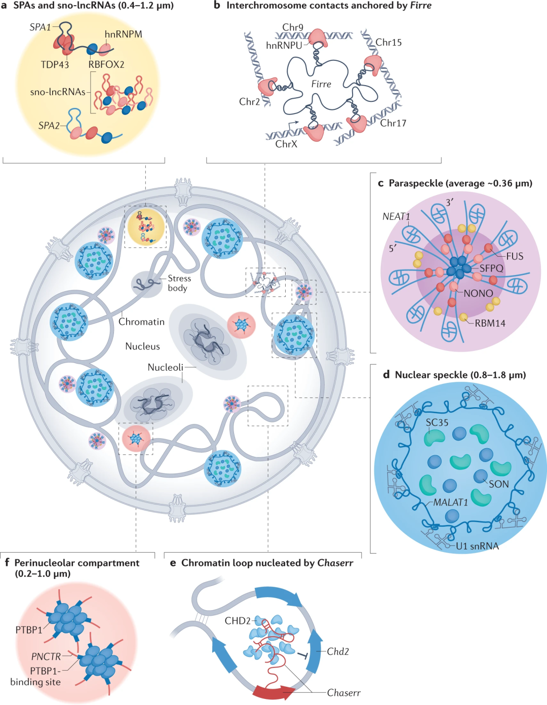 lncRNA 定义、功能、挑战和建议 | Nature Review Molecular Cell Biology - 知乎