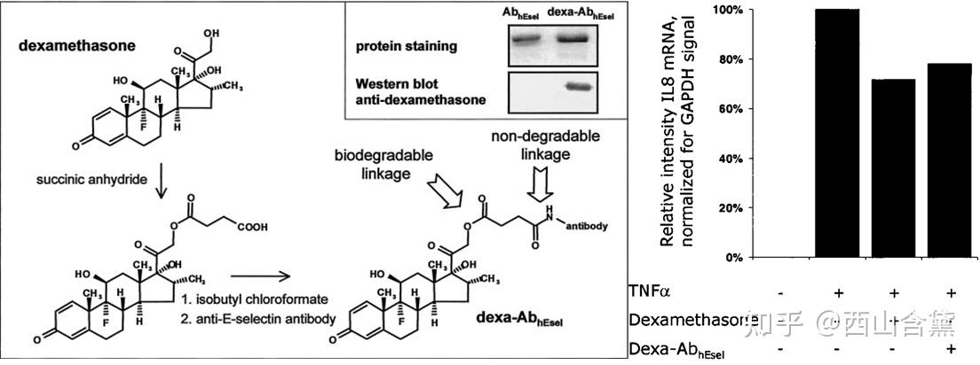 ADC有效载荷之甾体类化合物(一) - 知乎