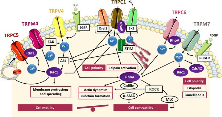 掌握敏感皮肤痒痛的开关--TRP家族蛋白（上） - 知乎