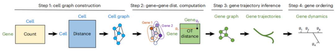前沿生信服务丨单细胞透视镜：GeneTrajectory揭示基因动态新维度 - 知乎