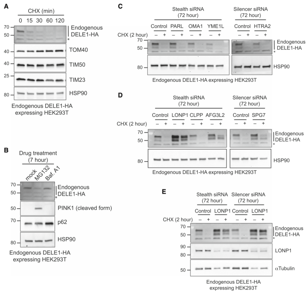 Molecular Cell丨DELE1 调控的线粒体铁反应途径 - 知乎