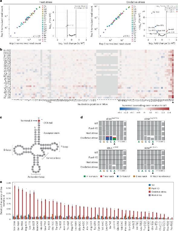 技术 | 如何定量分析tRNA的丰度和修饰？纳米孔RNA-seq大展身手！ - 知乎