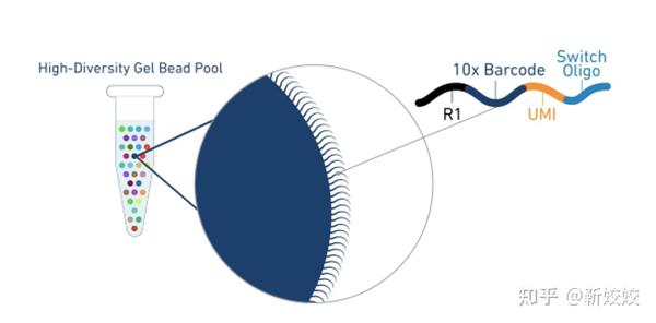 国产单细胞平台追上10x Genomics还需要做哪些努力？ - 知乎